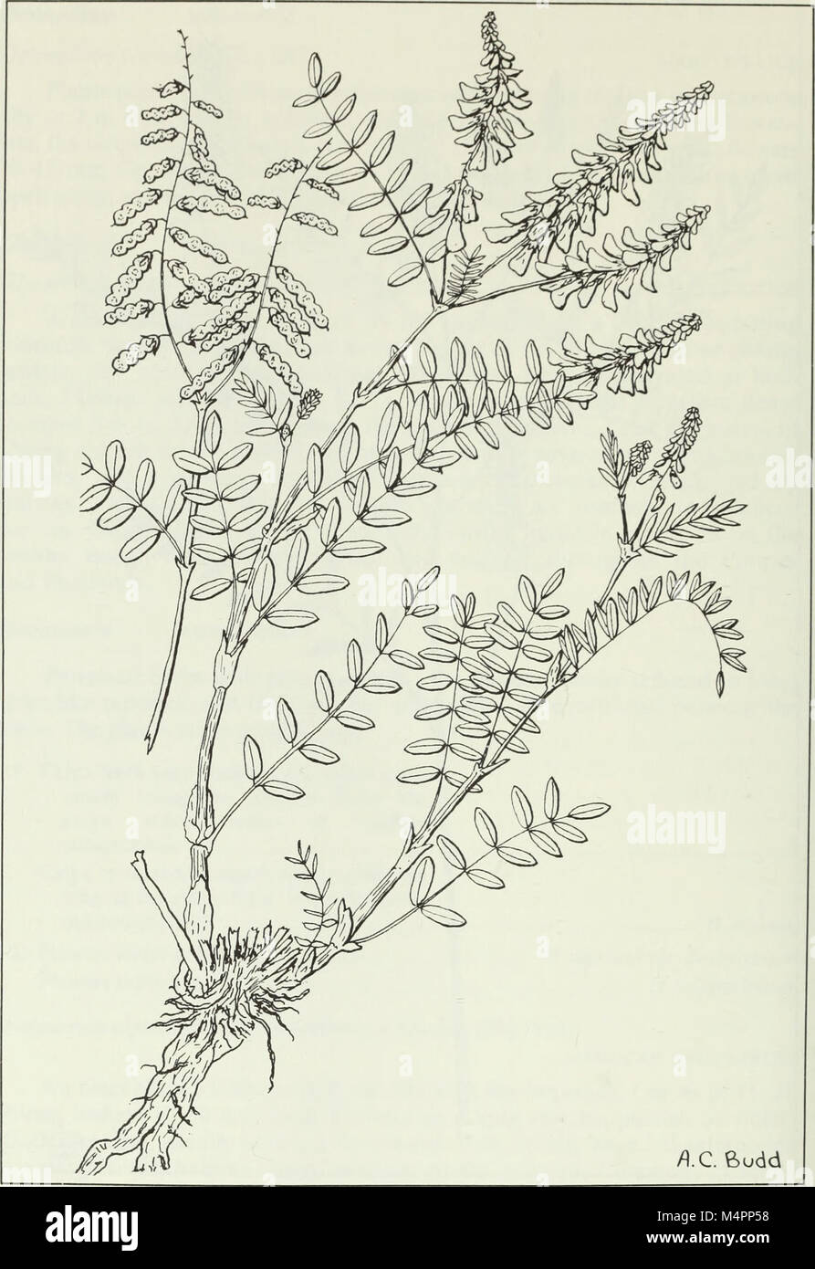Budd's 'Flora of the Canadian Prairie Provinces' (1987) catalogues the ...