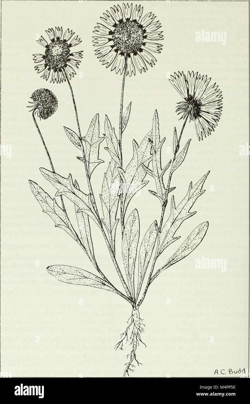 Buddâ€™s Flora of the Canadian Prairie Provinces (1987) provides a ...
