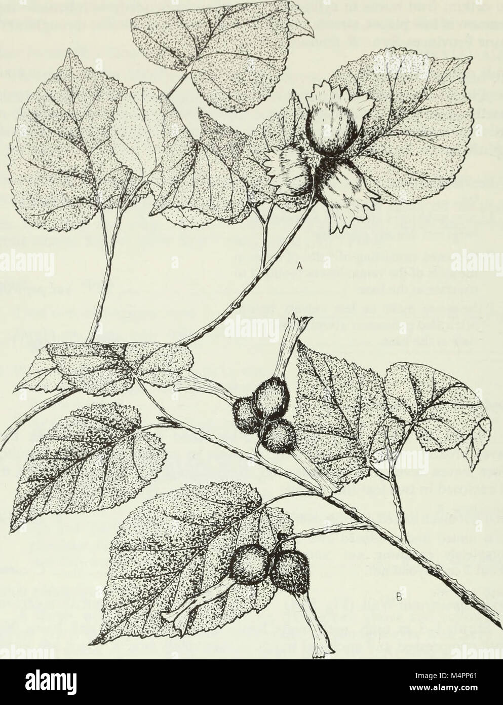 Budd's Flora of the Canadian Prairie Provinces (1987) is a ...