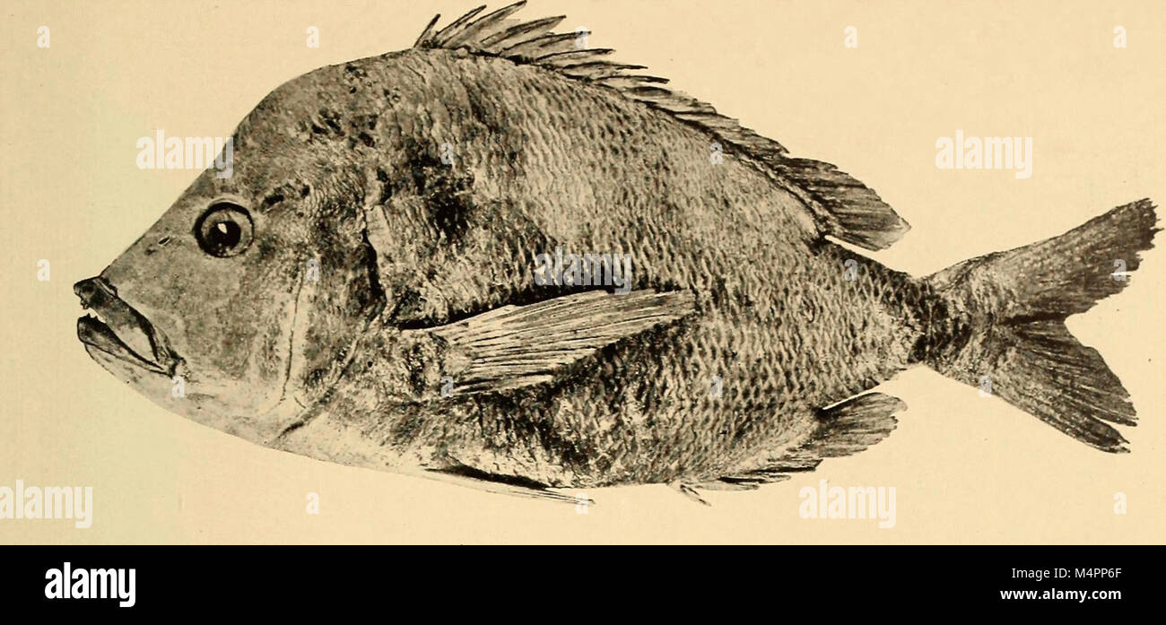 The 'Annals of the South African Museum' presents detailed research on ...