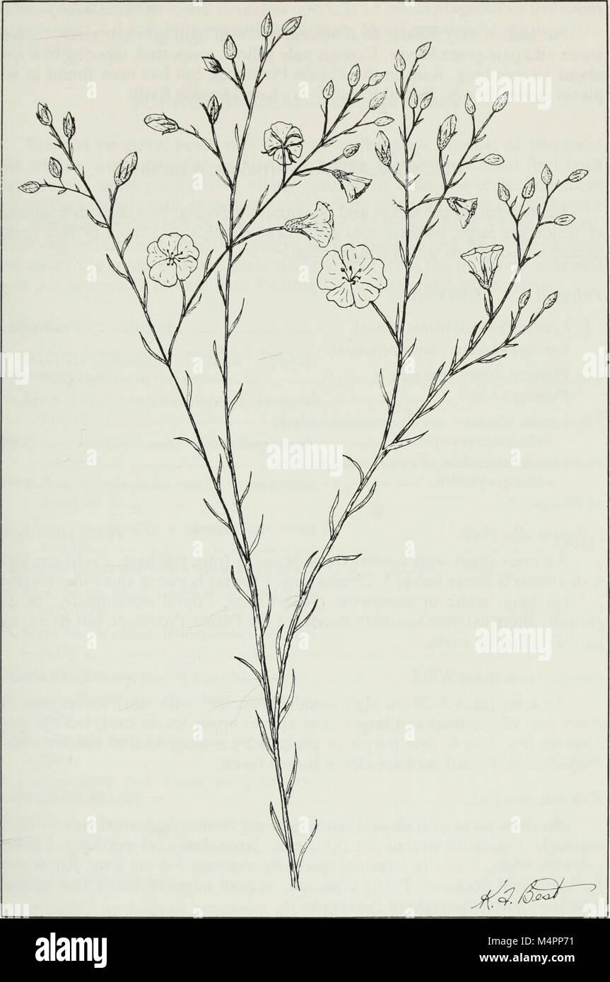 Budd's Flora of the Canadian Prairie Provinces (1987) provides an ...