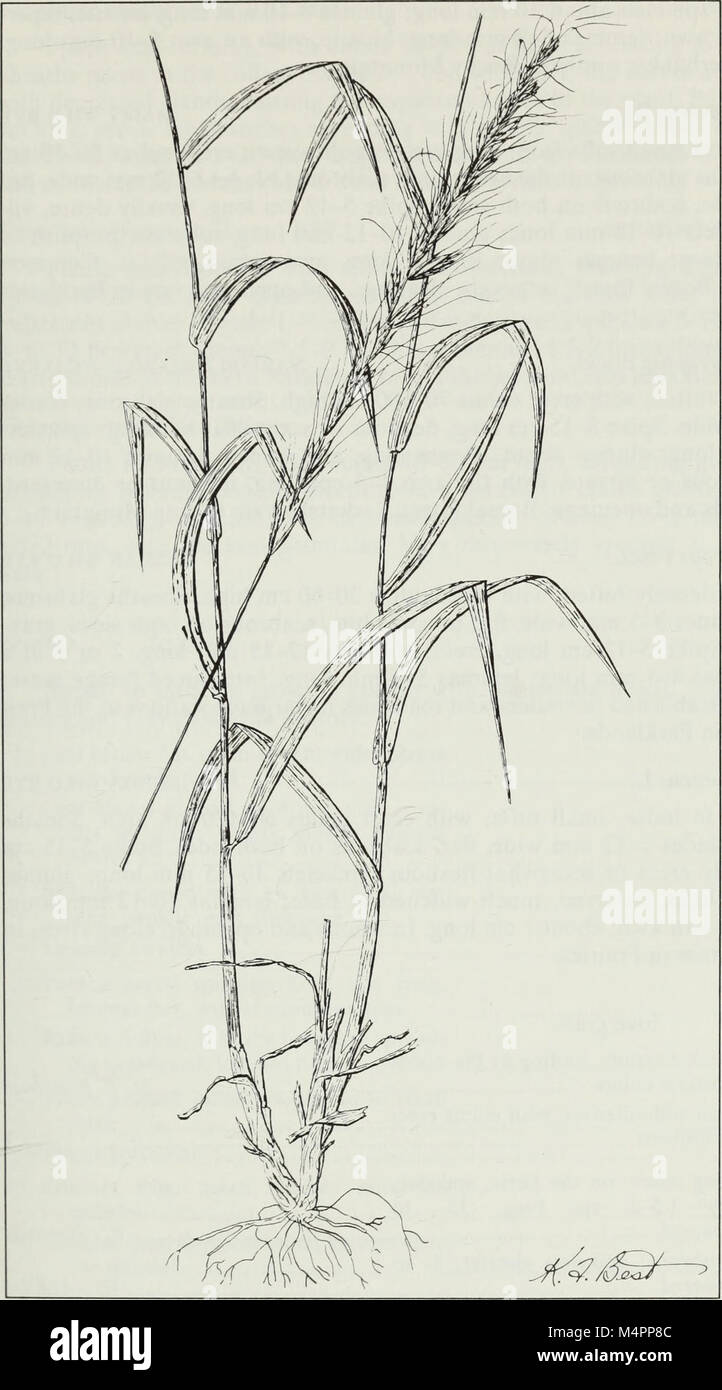 'Budd's Flora of the Canadian Prairie Provinces' (1987) is a ...