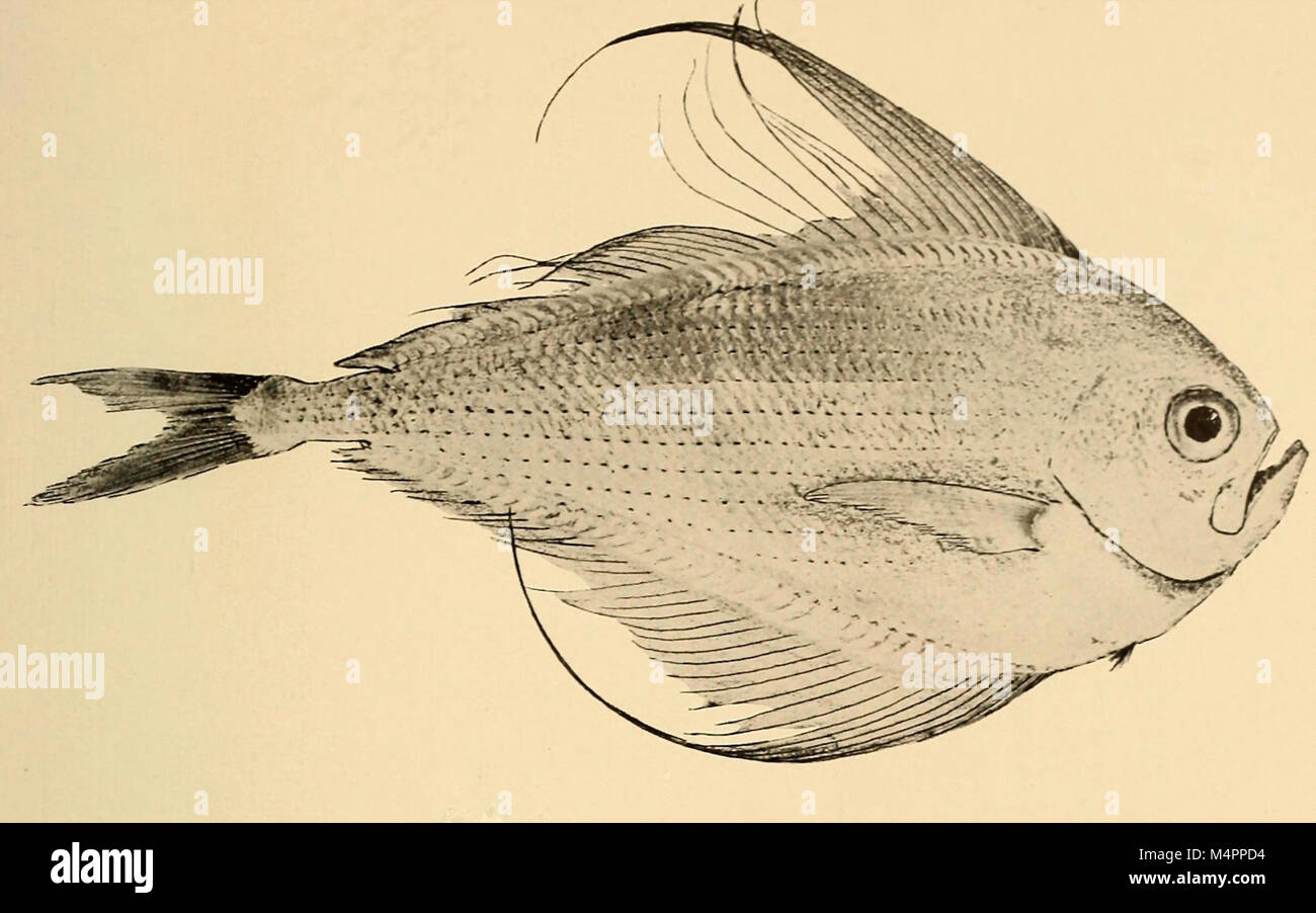 Annals of the South African Museum - Pterycombus falcatus Stock Photo ...