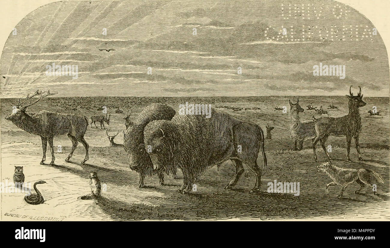 Buffalo land- an authentic account of the discoveries, adventures, and ...