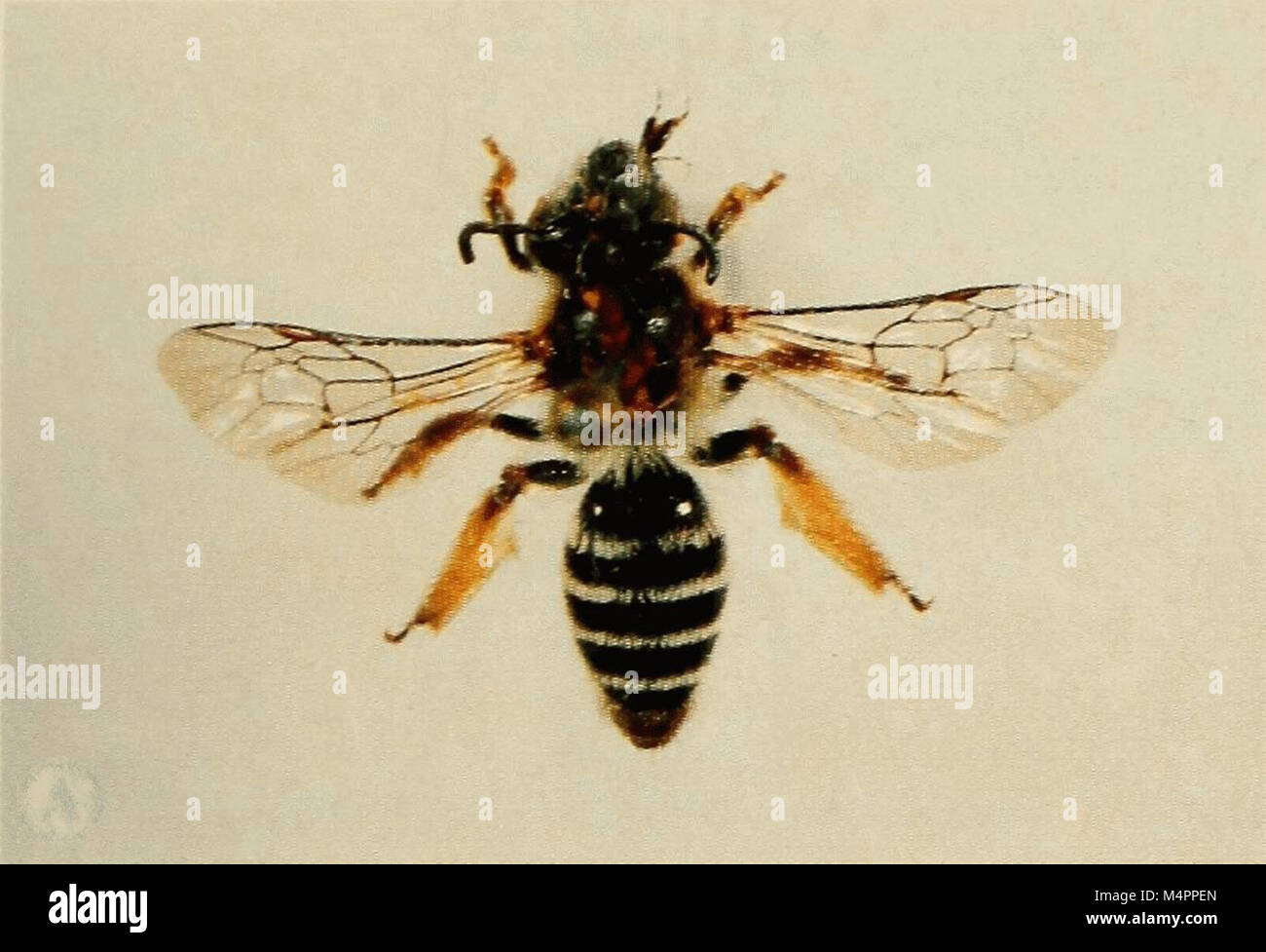 Annals of the South African Museum - Rediviva albifasciata Stock Photo ...