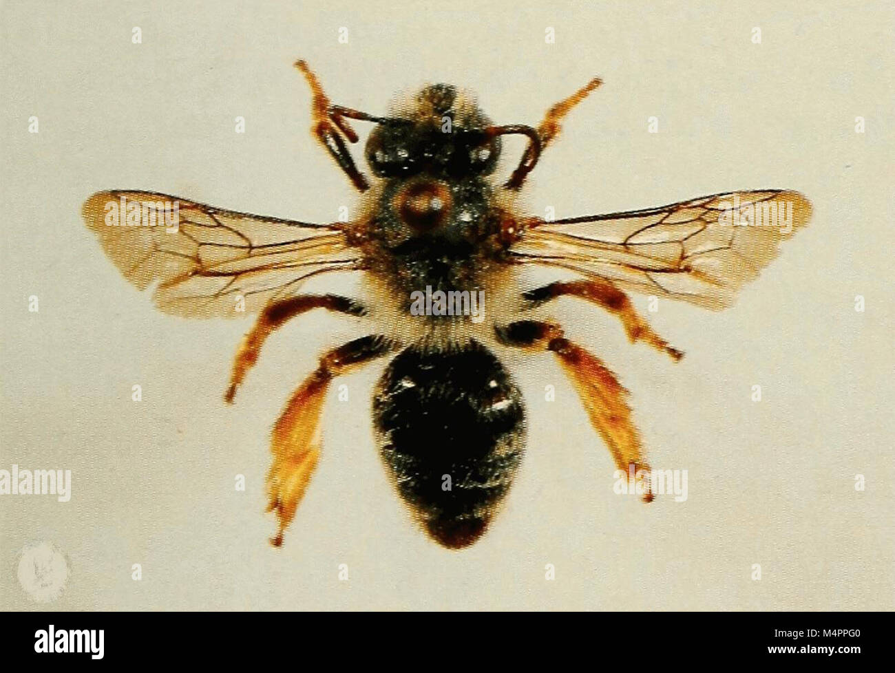 Rediviva bicava hi-res stock photography and images - Alamy