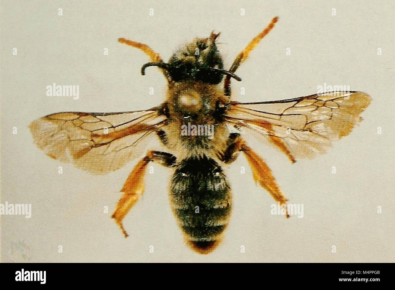 Annals of the South African Museum - Rediviva intermedia Stock Photo ...