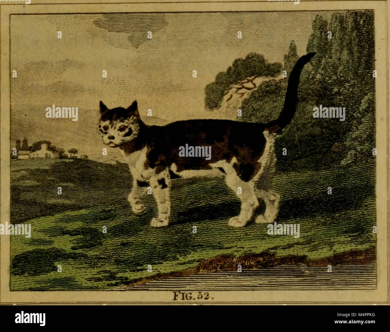 Buffon's Natural history, containing a theory of the earth, a general ...