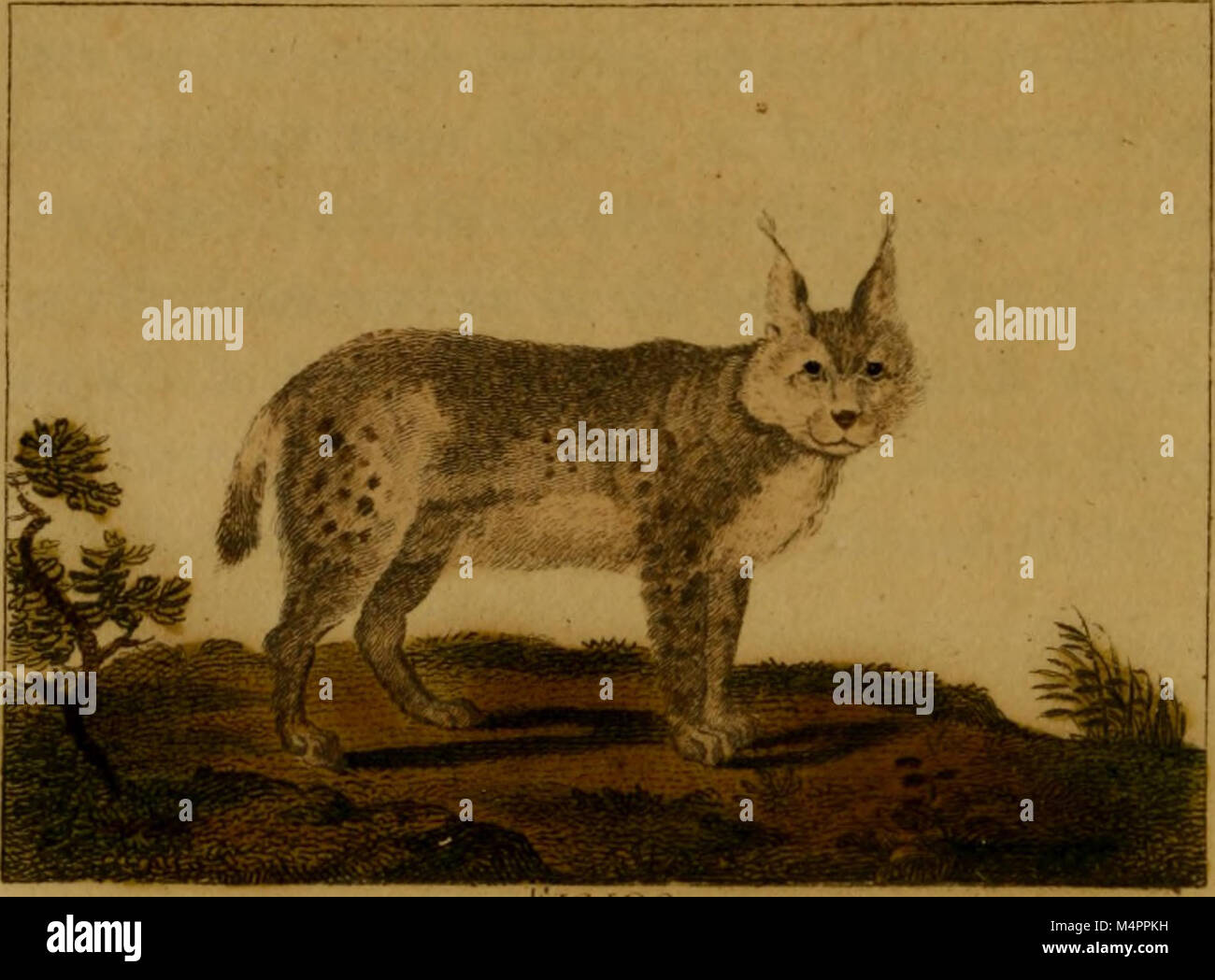 Buffon's *Natural History* (1797) provides a comprehensive theory of ...