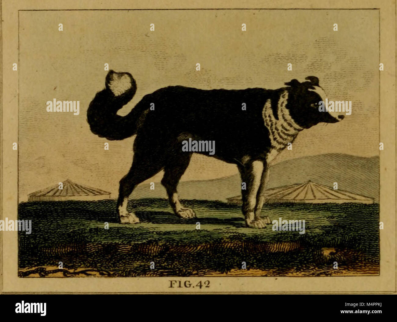 Buffons theory hi-res stock photography and images - Alamy