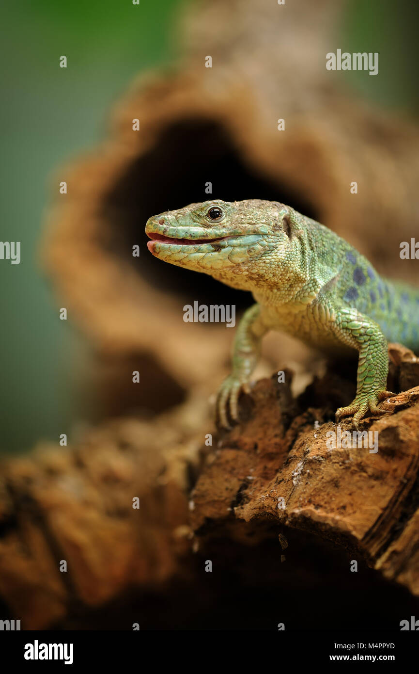 European eyed ocellated lizard timon hi-res stock photography and ...