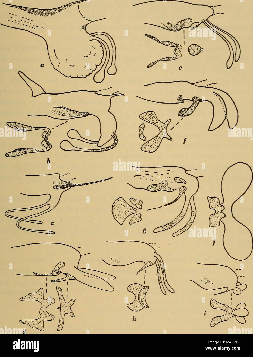 The 1935 'Annals of the South African Museum' covers various scientific ...