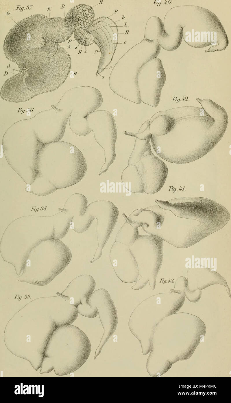 The 'Annales des sciences naturelles' from 1894 covers a range of ...