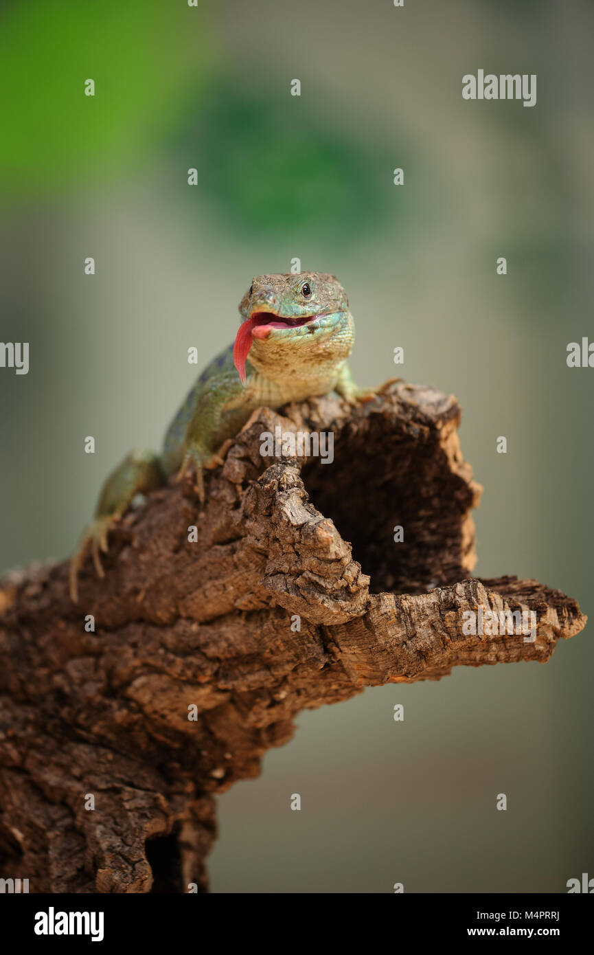Ocellated lizard standing on tree branch with tongue Stock Photo - Alamy