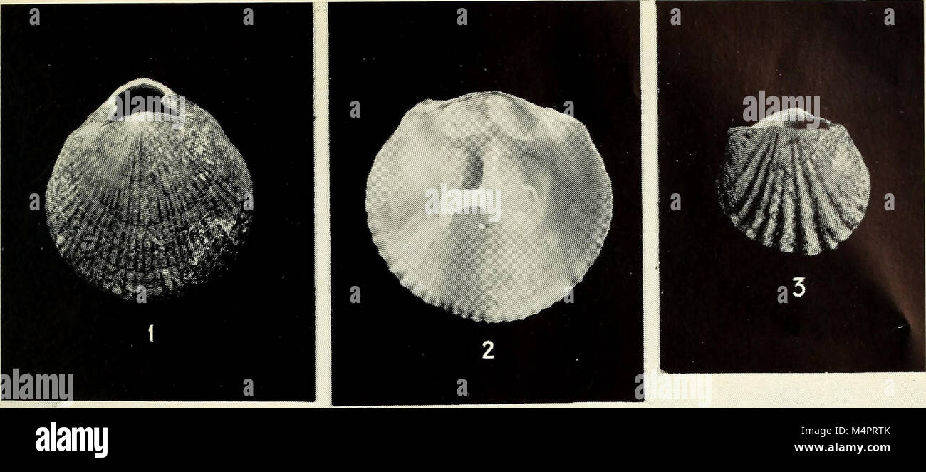 This 1952 journal publication from the South African Museum presents a ...