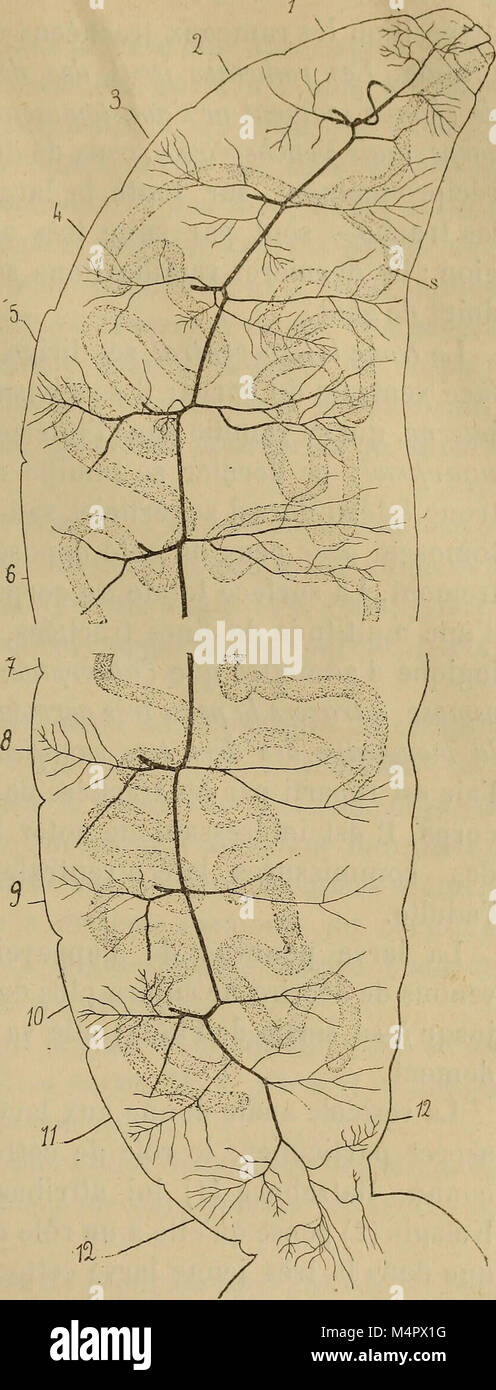 The 'Annales des Sciences Naturelles' (1899) is a scientific journal focusing on various natural ...