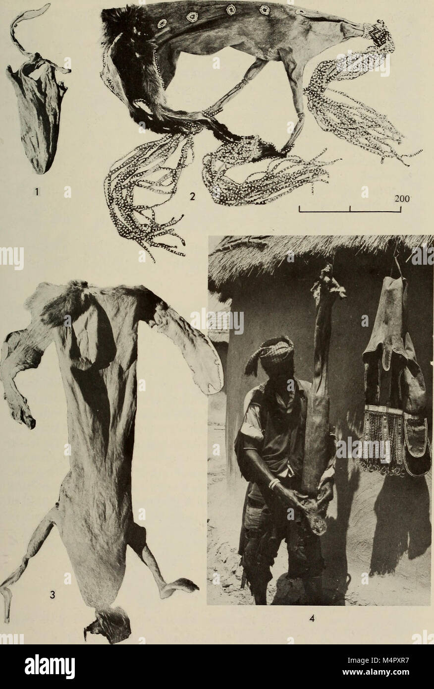 The Annals of the South African Museum is an academic publication from ...