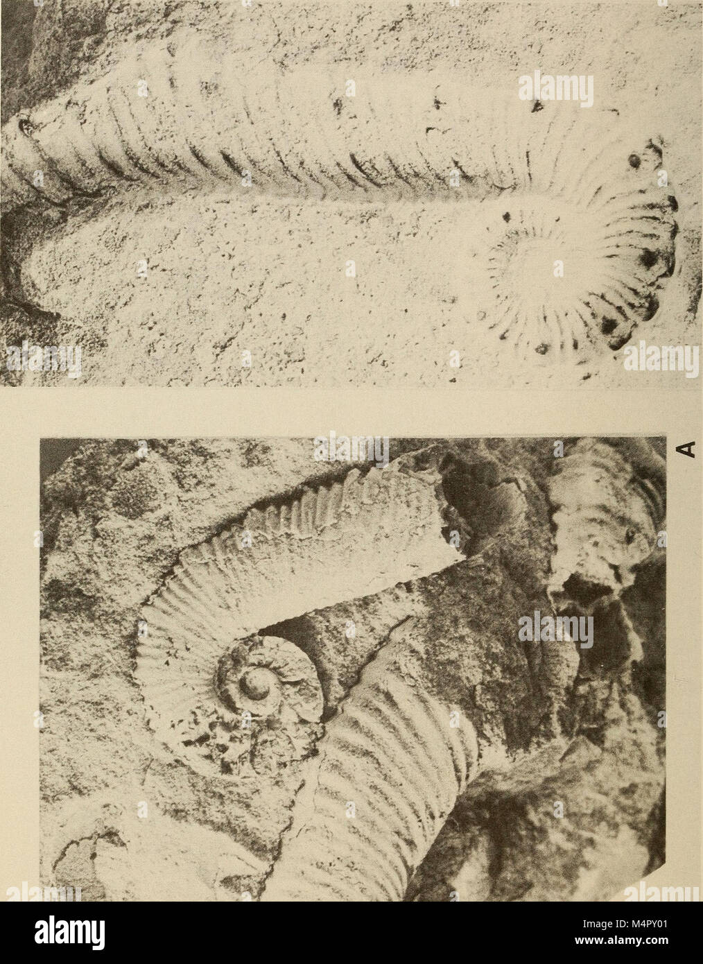 Annals of the South African Museum = Annale van die Suid-Afrikaanse ...
