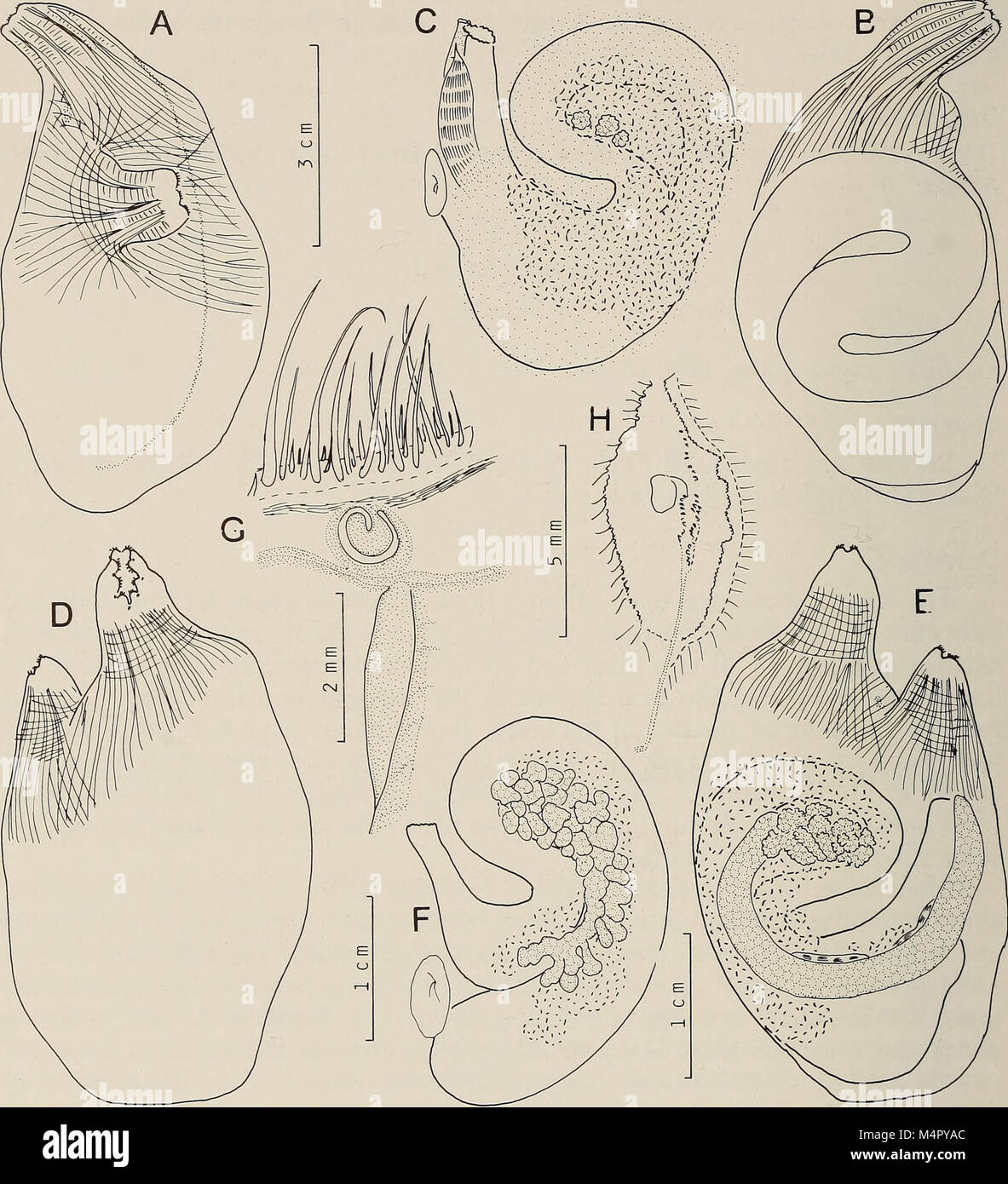 Annale van die suid afrikaanse museum hi-res stock photography and ...
