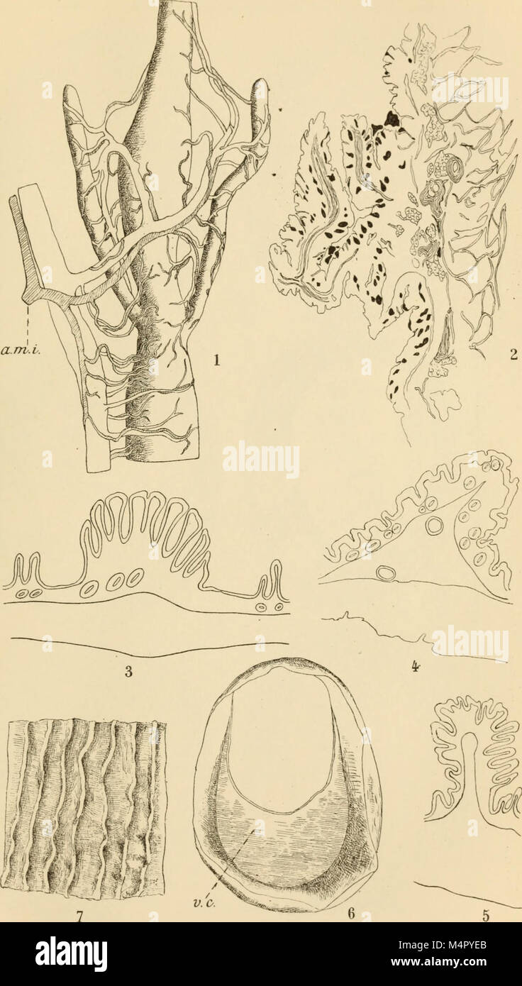 The *Annales des sciences naturelles* (1902) is a French scientific ...