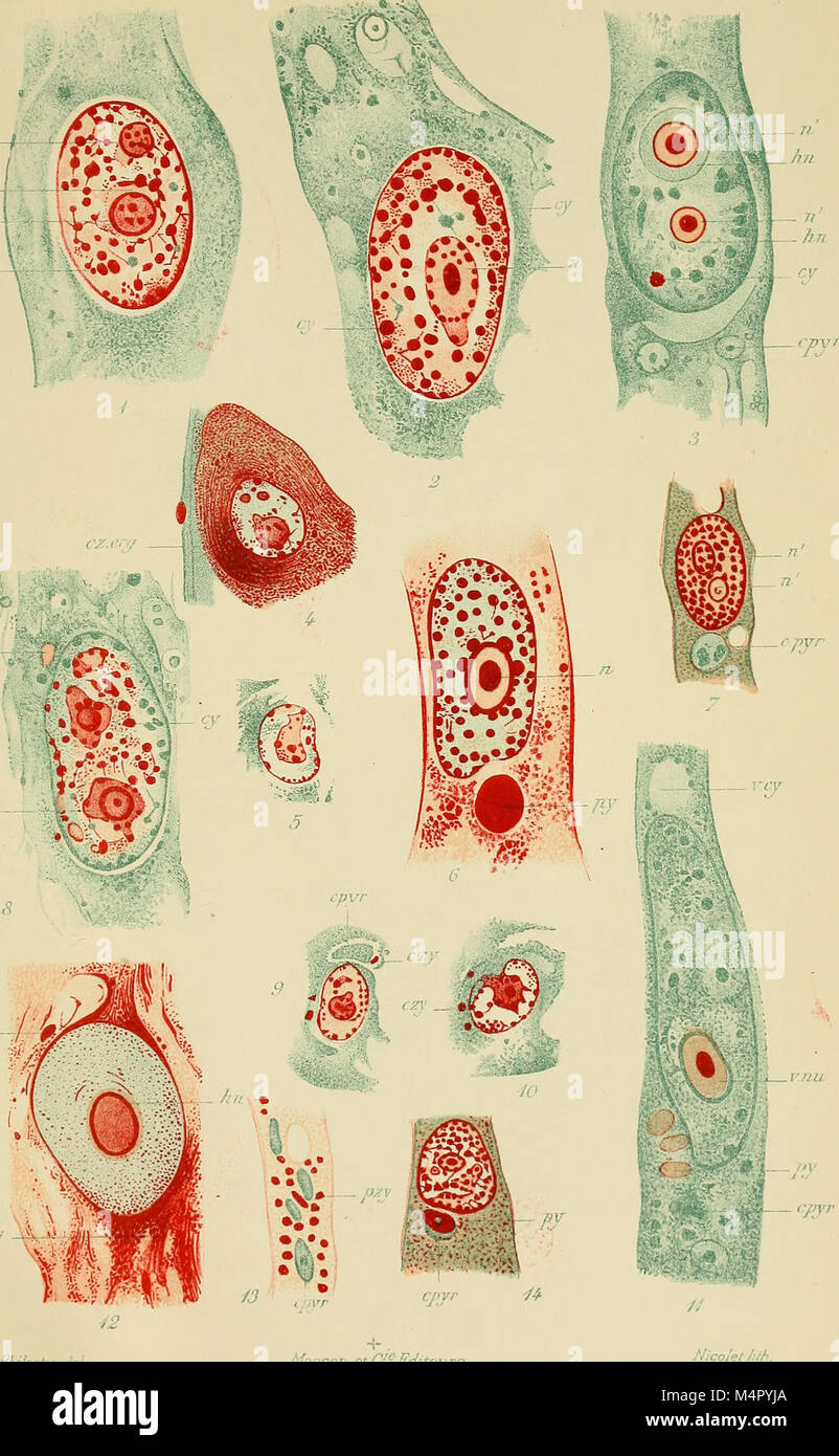 *Annales des Sciences Naturelles* (1903) is a French scientific journal ...