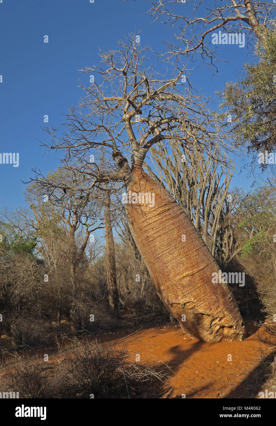 Octopus tree madagascar hi-res stock photography and images - Alamy