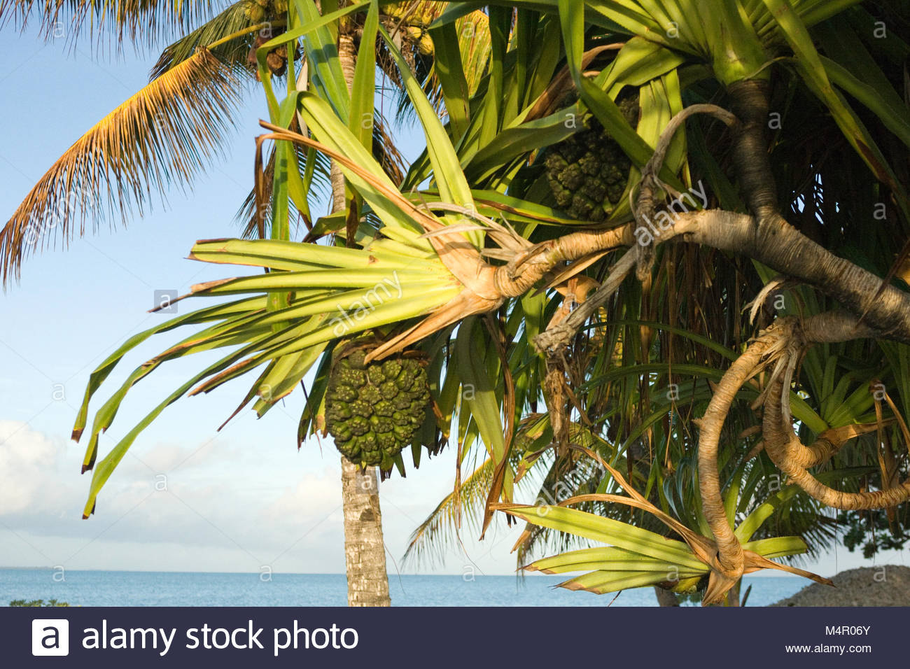 Pandanus Fruit High Resolution Stock Photography and Images - Alamy