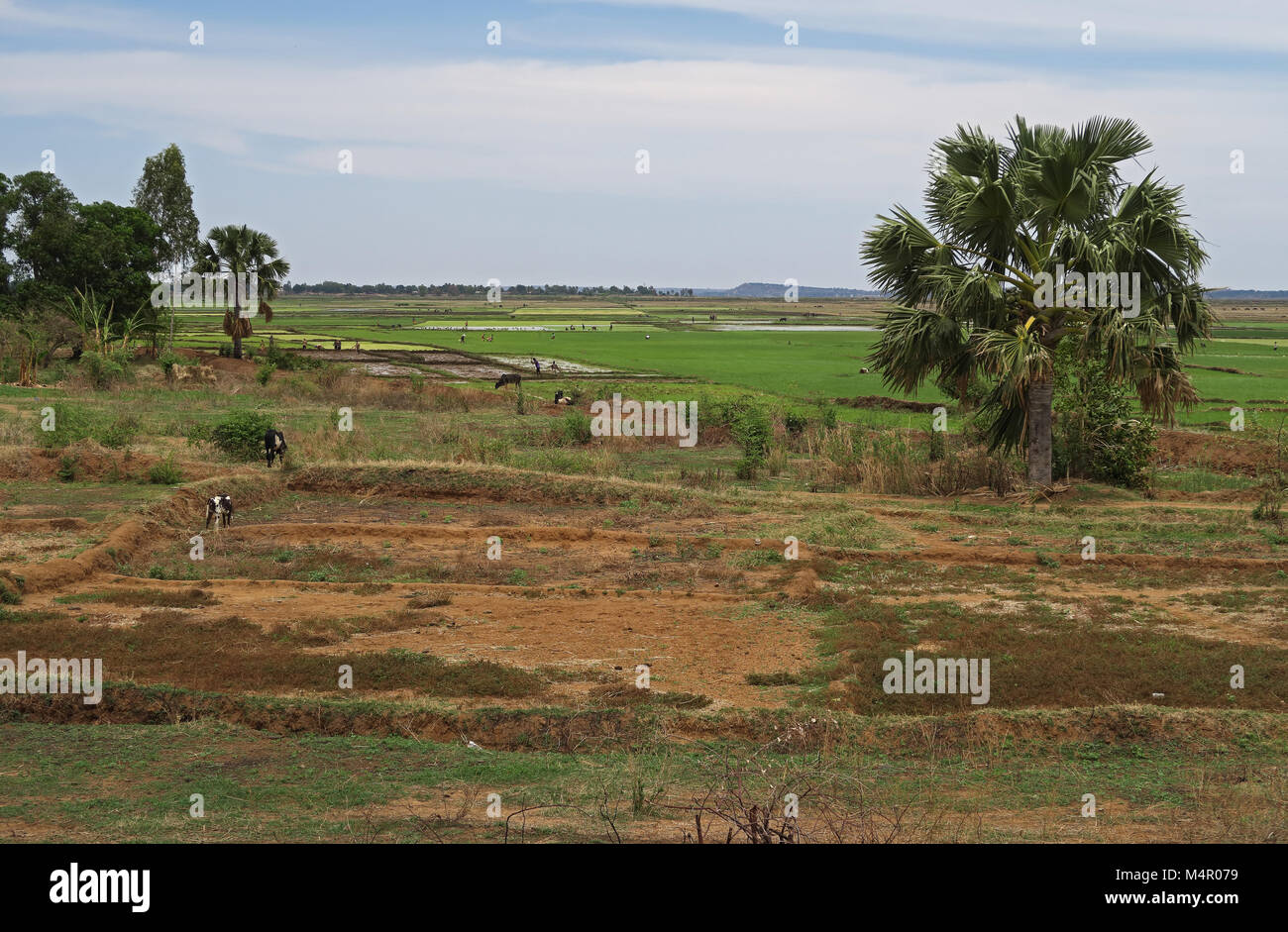 farming, with paddy fields near Antananarivo, Madagascar October Stock ...