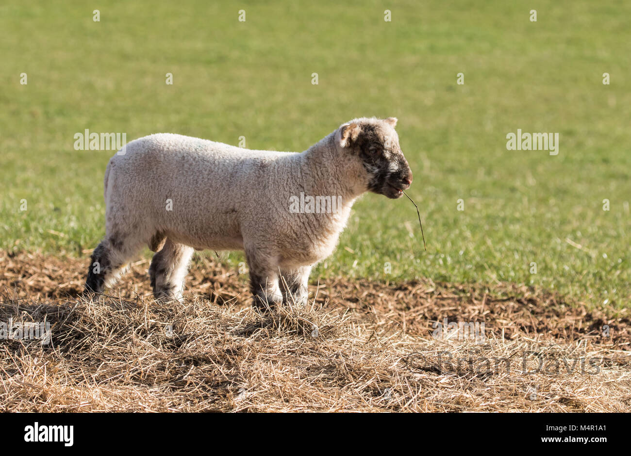 Cute spring lamb hi-res stock photography and images - Alamy