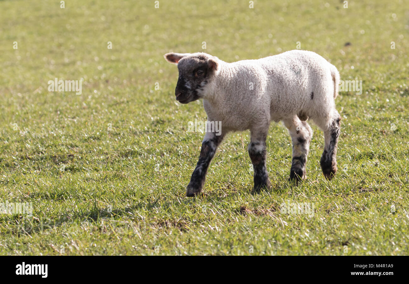 Spring lamb sunshine hi-res stock photography and images - Alamy