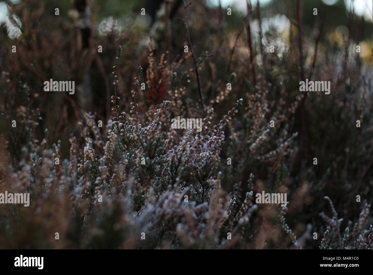 Frosty wild plants in a wintery swedish forest Stock Photo - Alamy