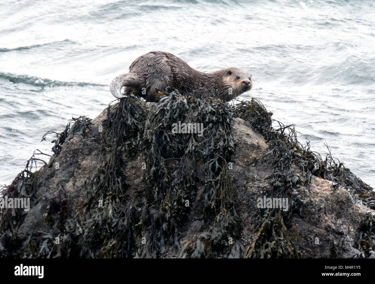 Otter scotland hi-res stock photography and images - Alamy