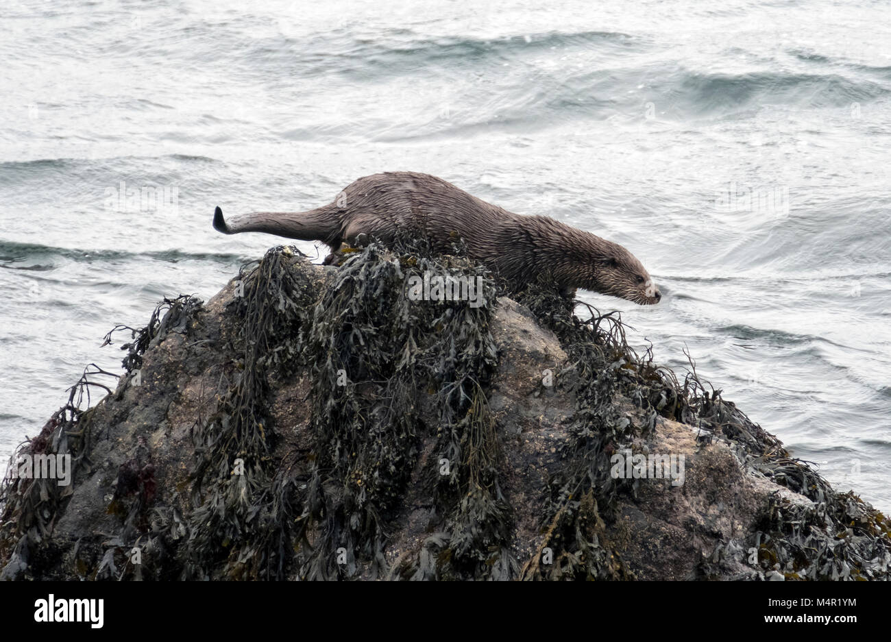 Otter scotland hi-res stock photography and images - Alamy