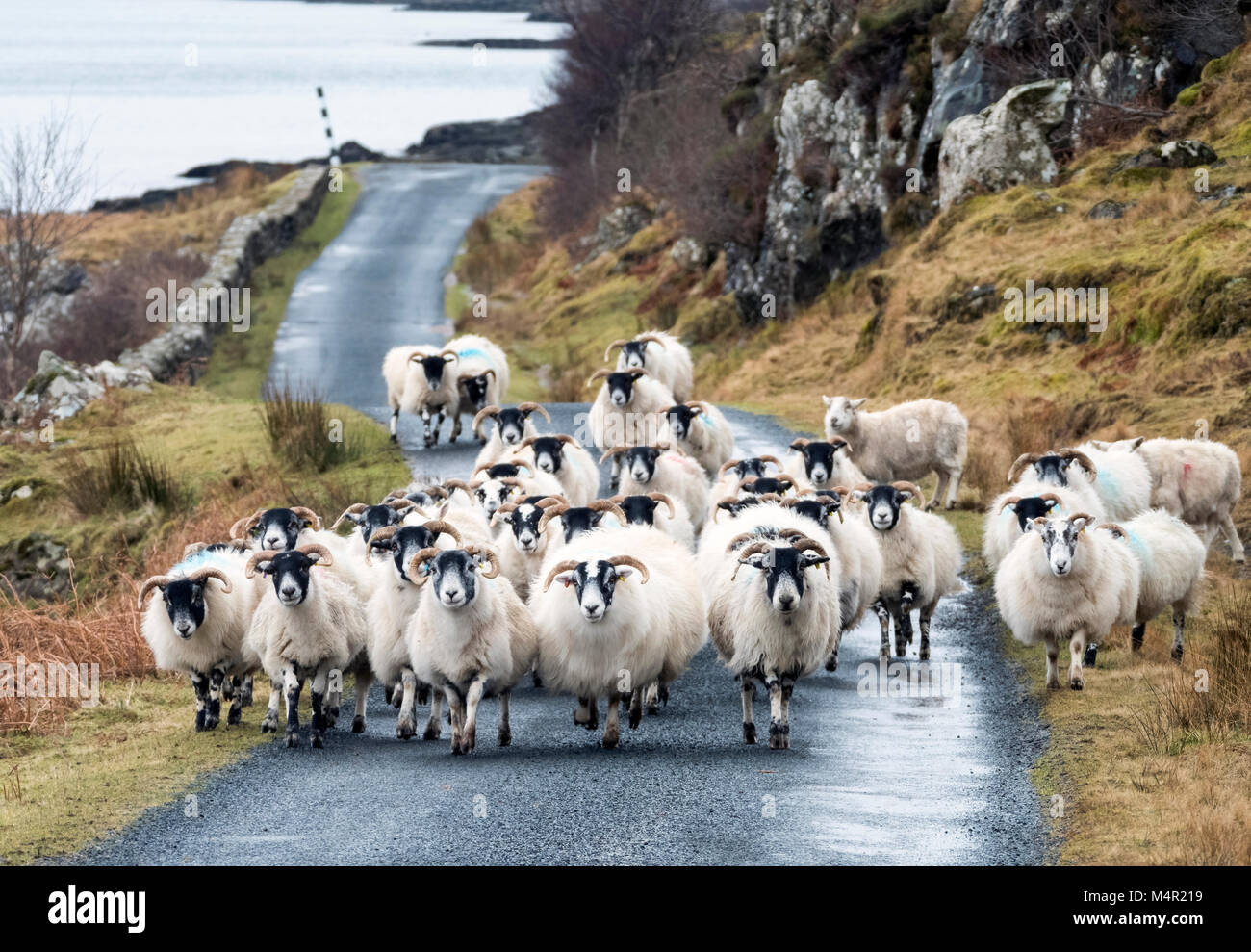 Sheep on mull scotland hi-res stock photography and images - Alamy