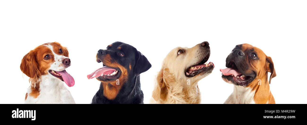 Many dogs isolated on a white background Stock Photo - Alamy