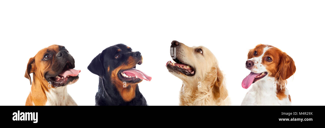 Many dogs isolated on a white background Stock Photo - Alamy