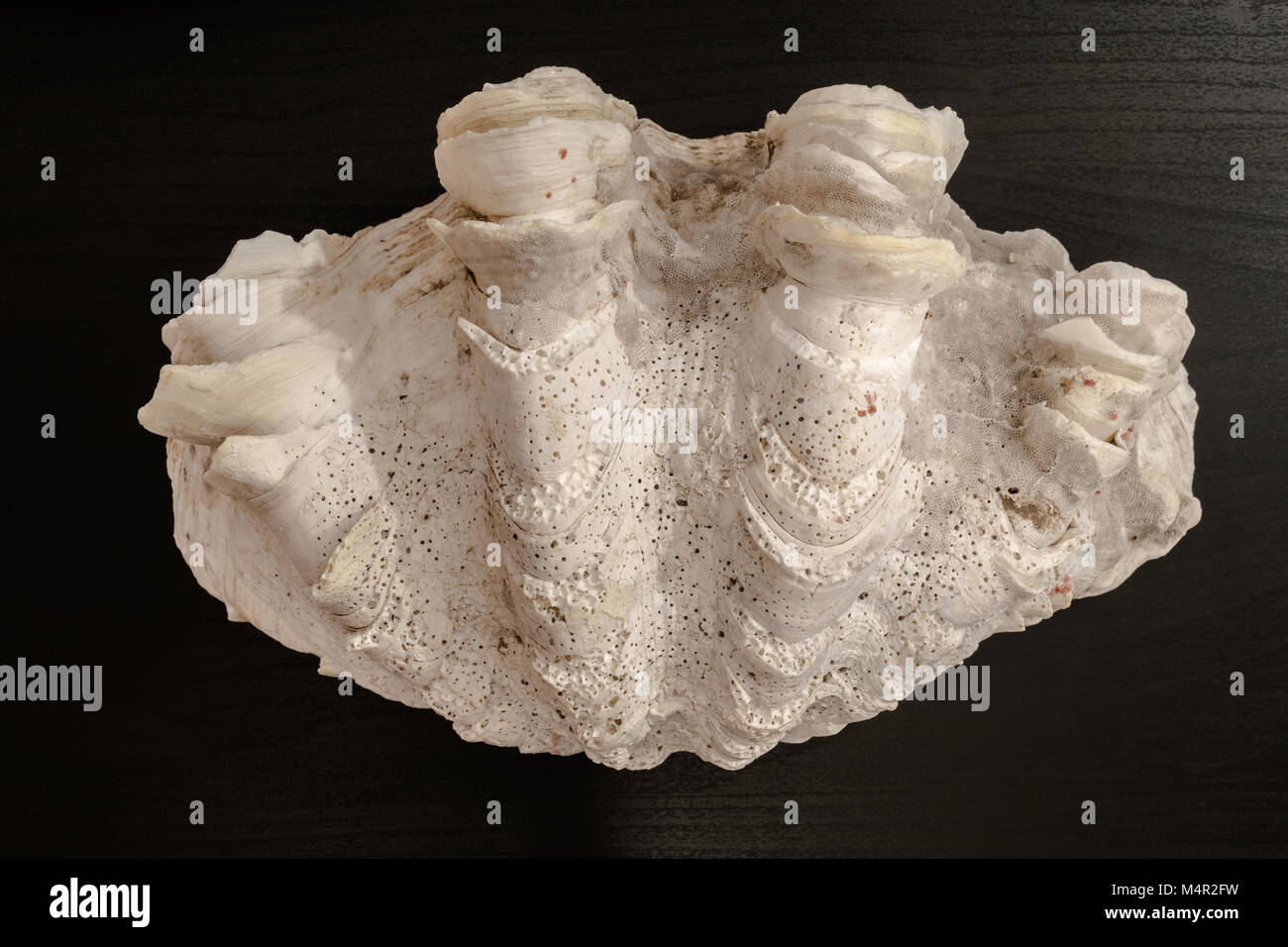 Old and big seashell in dark background overlaid with corals from South ...