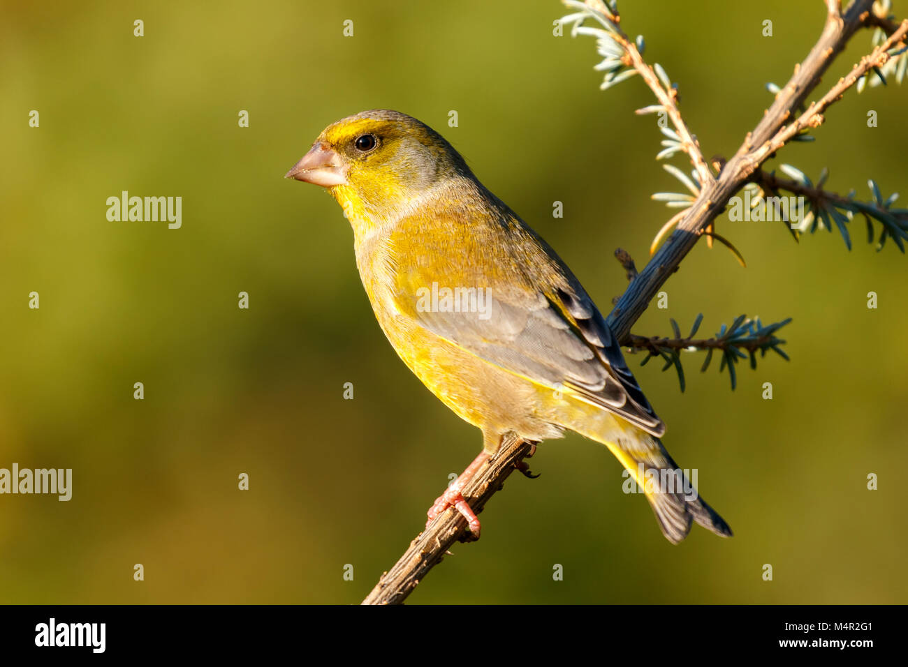 Pretty bird With a nice green plumage in the nature Stock Photo - Alamy