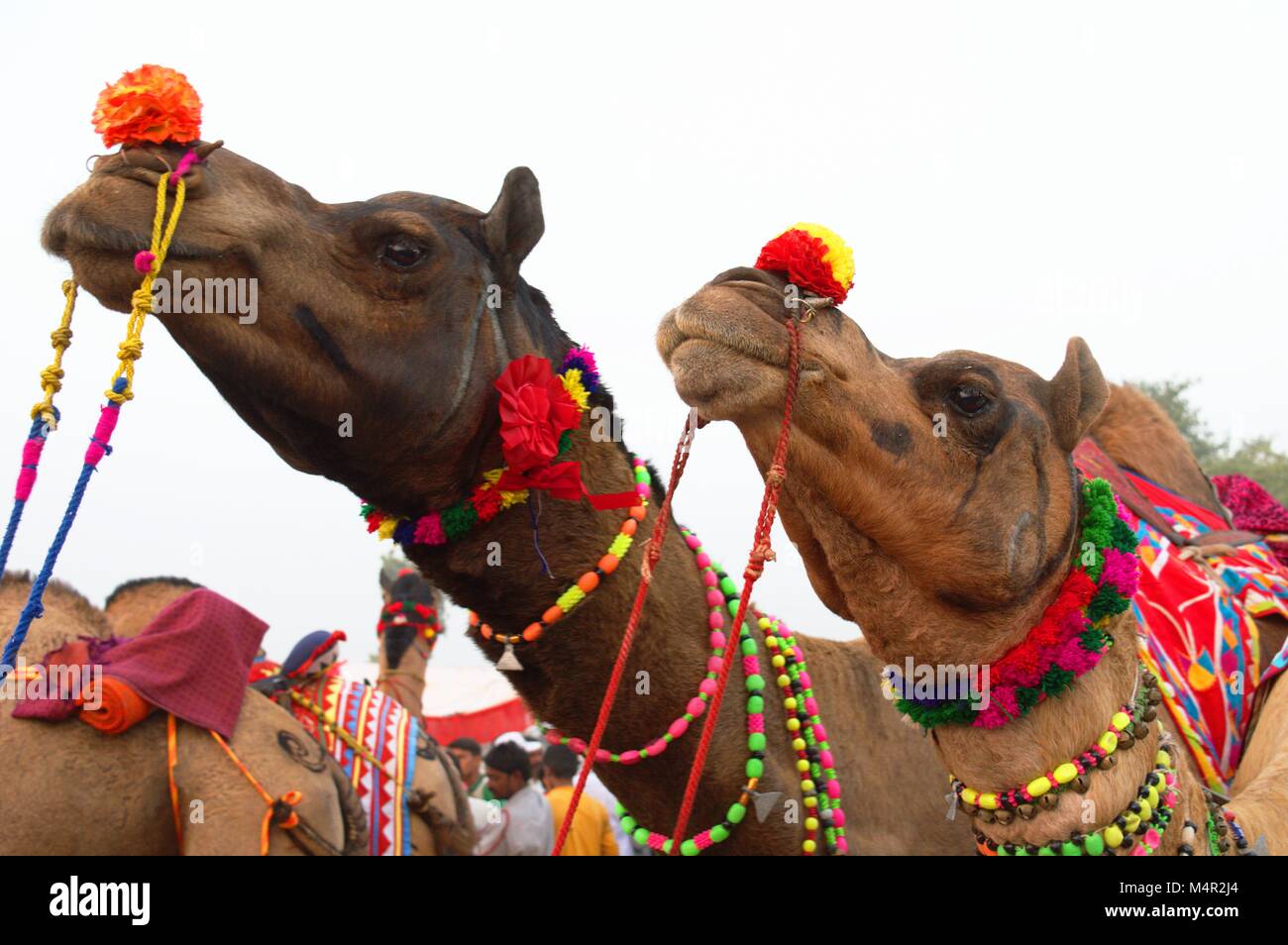 Two camels decorated for Pushkar's annual camel fair. this fair is ...