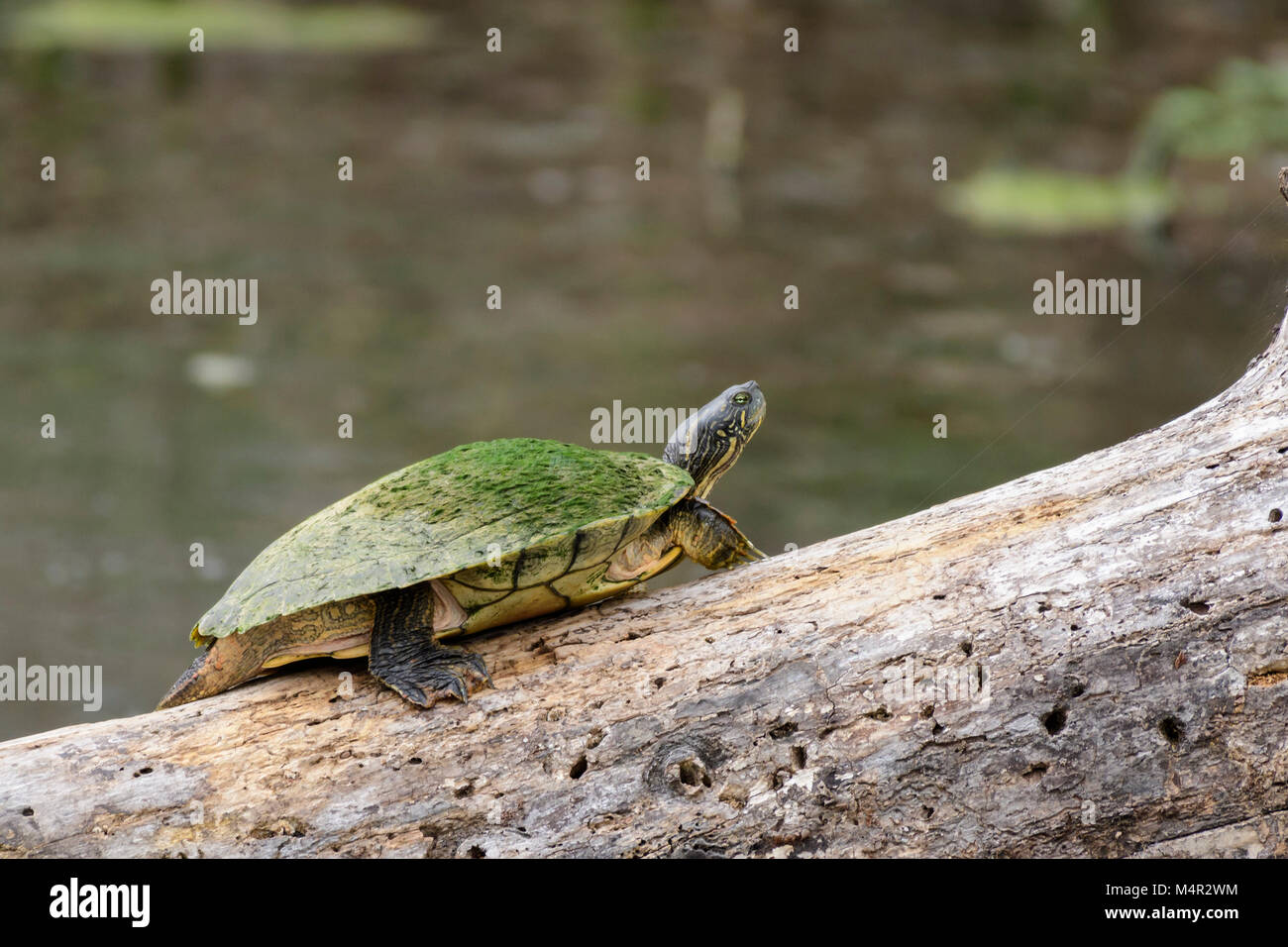 Texas River Cooter Pseudemys texana turtle sunning on log Stock Photo ...