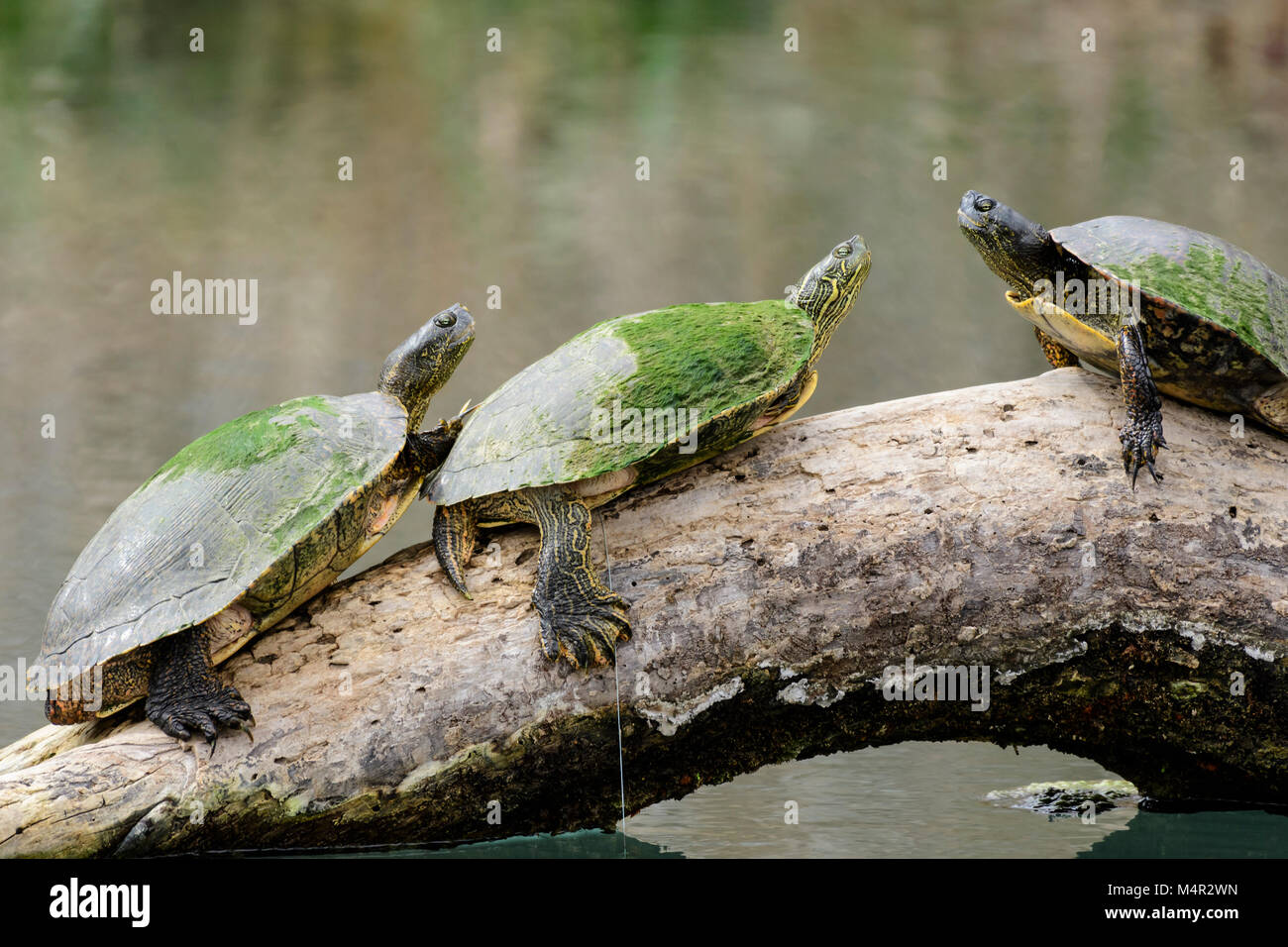 Three Texas River Cooter turtles Pseudemys texana sunning on log Stock ...