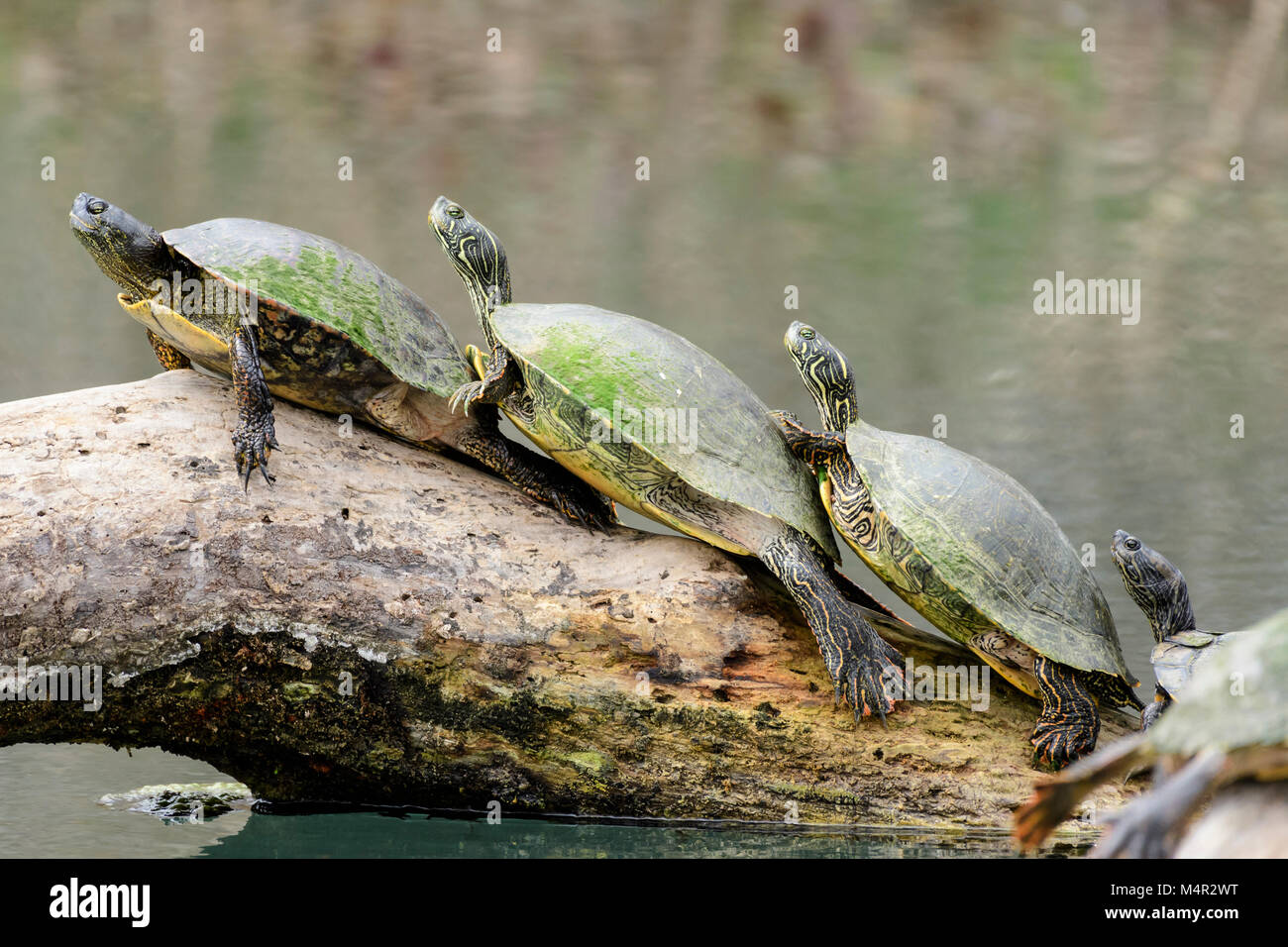 Three Texas River Cooter turtles Pseudemys texana sunning on log Stock Photo - Alamy