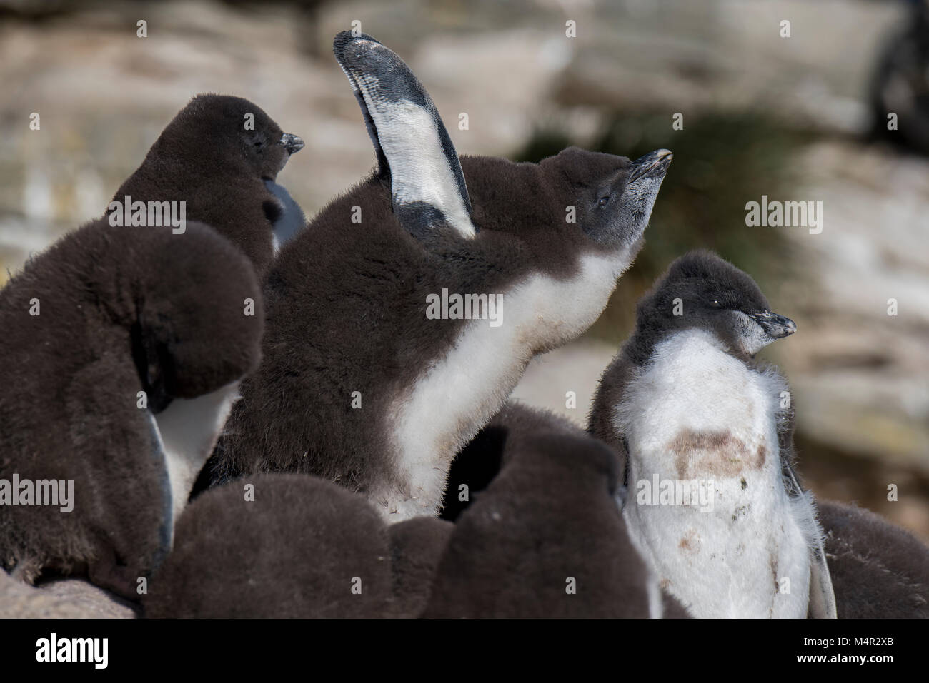 Rockhopper penguin chicks hi-res stock photography and images - Alamy