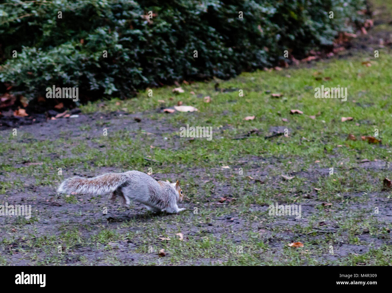 A cross grey and red squirrel doing squirrel things Stock Photo - Alamy
