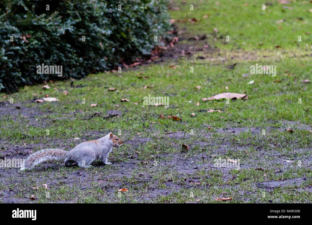 A cross grey and red squirrel doing squirrel things Stock Photo - Alamy
