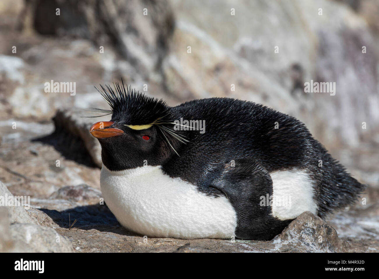 Falkland Islands, New Island. Adult rockhopper penguin (Wild ...