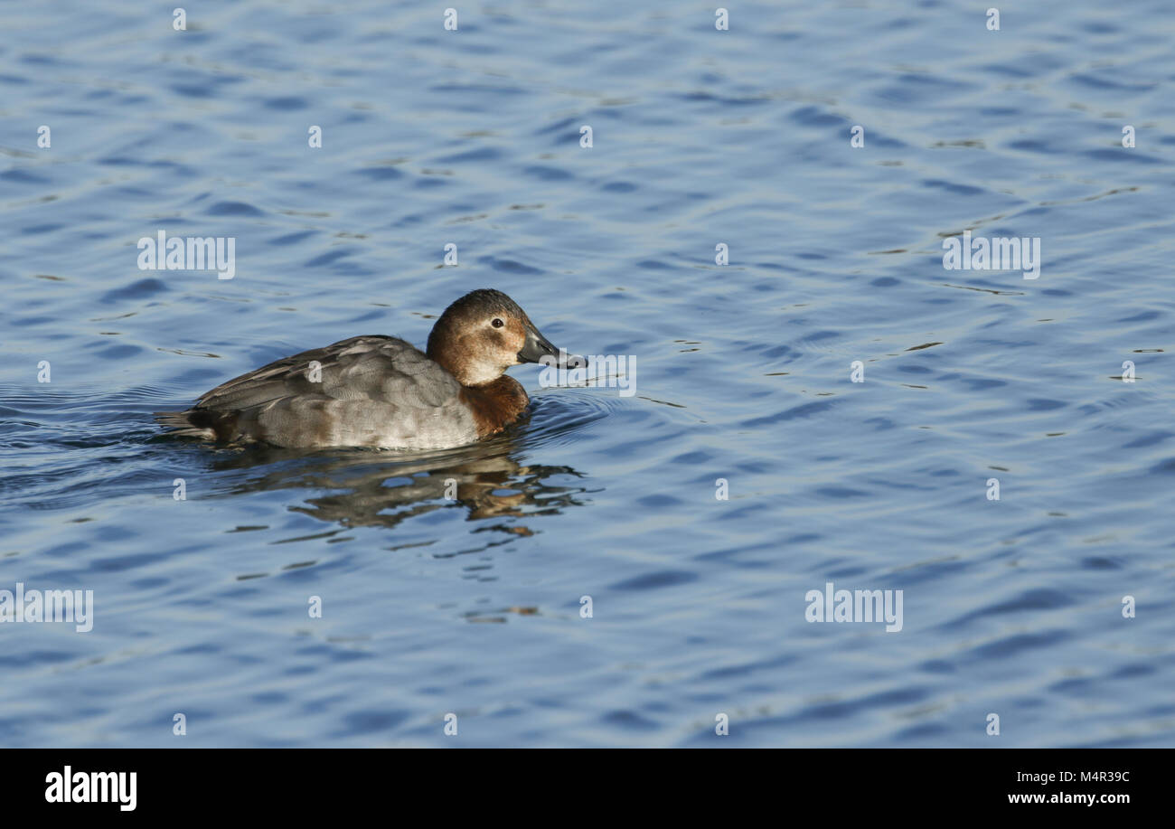 A stunning female Pochard (Aythya ferina) swimming in a lake Stock ...