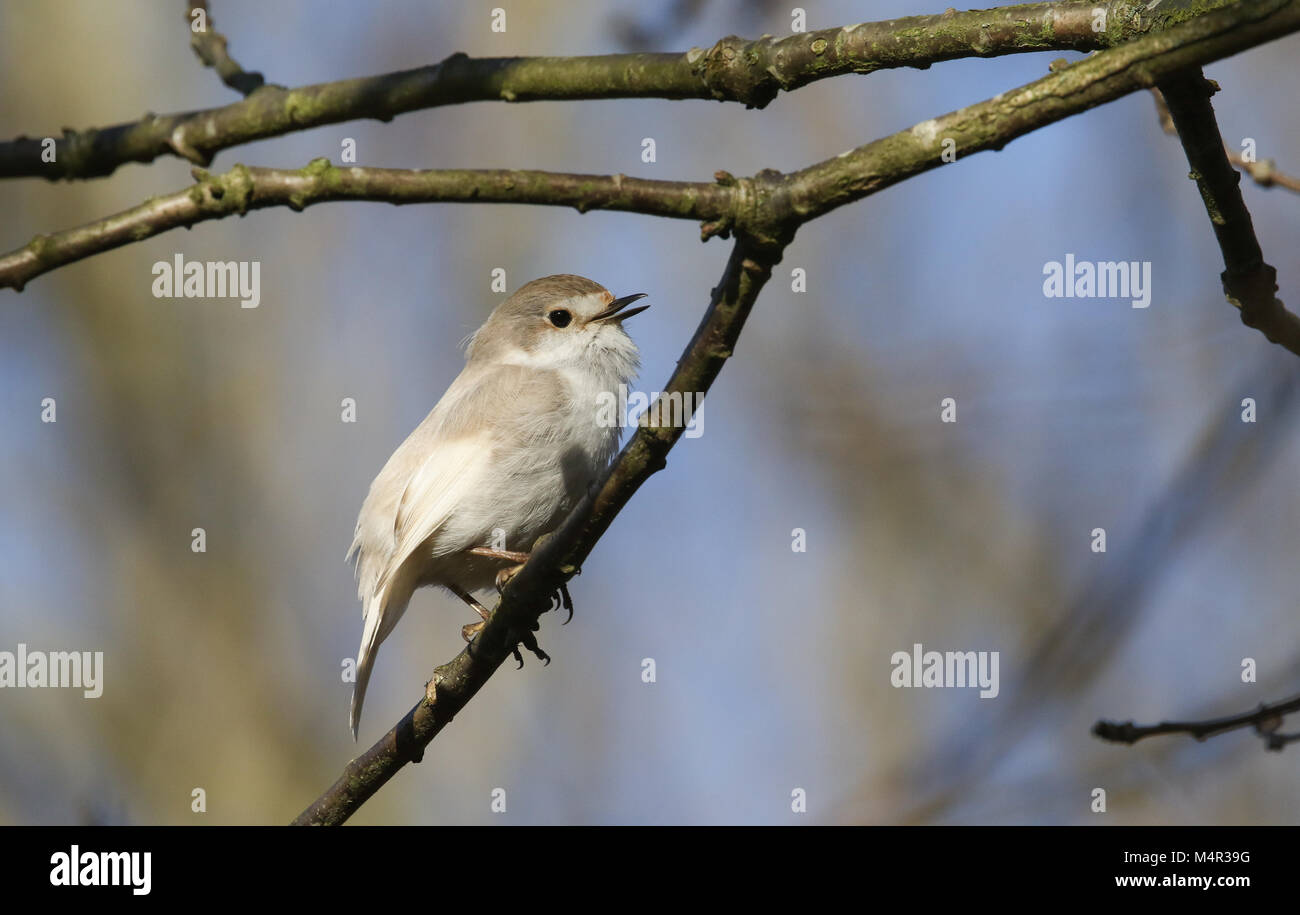 Leucistic robin hi-res stock photography and images - Alamy