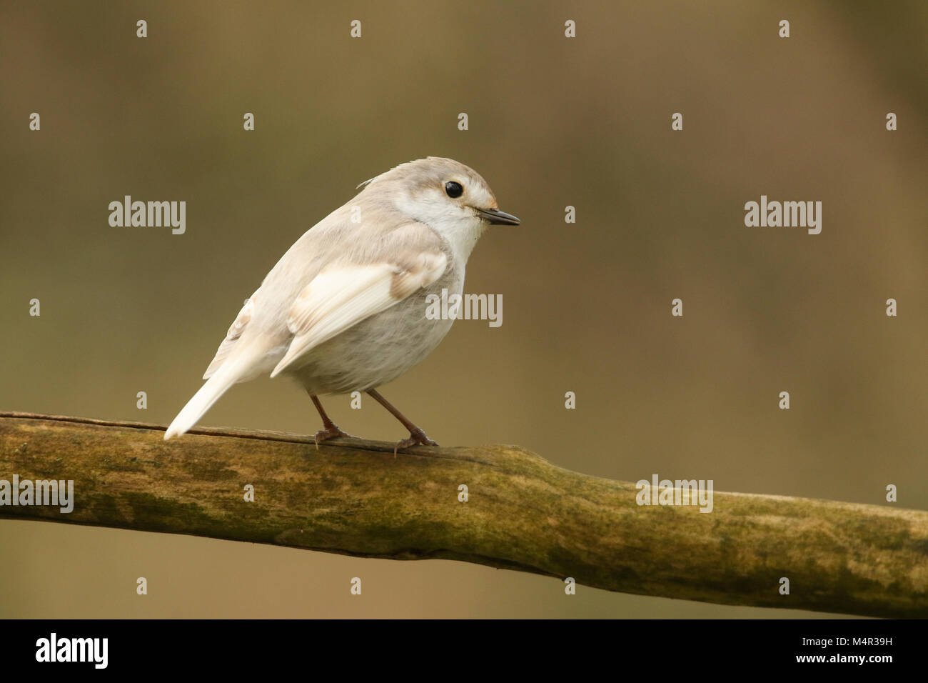Leucistic robin hi-res stock photography and images - Alamy