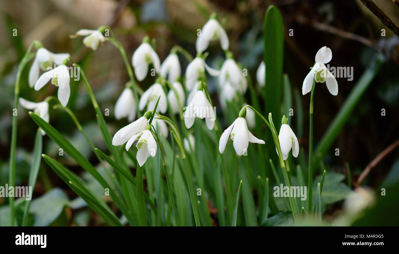 Galanthus magnet hi-res stock photography and images - Alamy